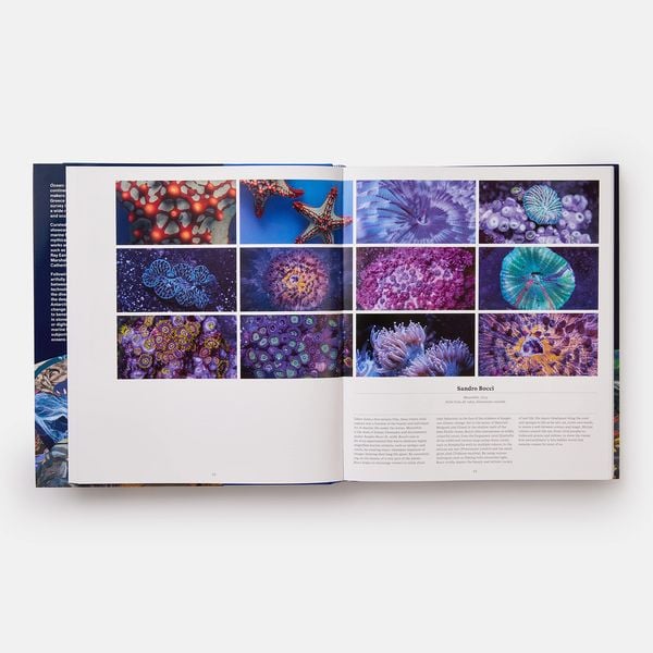Ocean, Exploring the Marine World von Phaidon Editors - Gebundene ...