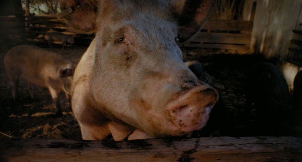PIGS - Uncut Director's Cut (digital remastered, mit VHS-Artwork als ...