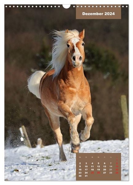 'Pferdekalender (Wandkalender 2024 DIN A3 hoch), CALVENDO ...