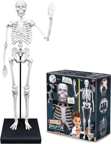 'BUKI France 2181 - Skeleton, Riesen Skelett 85 cm' kaufen - Spielwaren