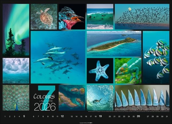 "Colours of Nature Kalender 2026" kaufen