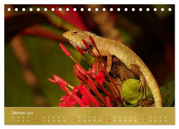 'Agamen - Echsen aus der Urzeit (Tischkalender 2024 DIN A5 quer ...