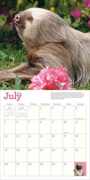 "Original Sloths Wall Calendar 2026" kaufen