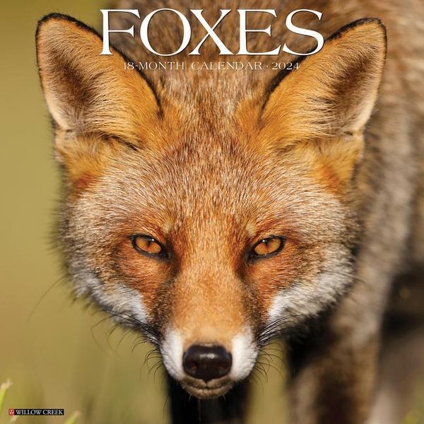 'Foxes 2024 12 X 12 Wall Calendar' - 'Bücher'