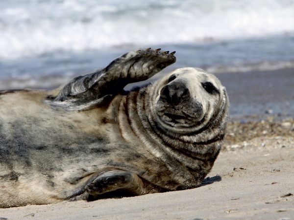 Winkende Robbe (Puzzle) kaufen - Spielwaren | Thalia