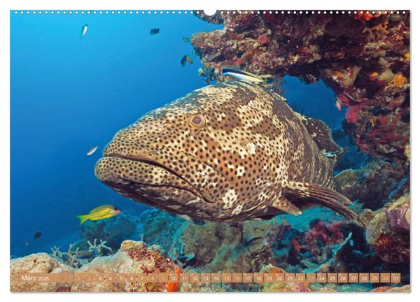 "Fischparadies Riff (hochwertiger Premium Wandkalender 2025 DIN A2 quer ...