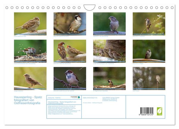 'Haussperling - Spatz fotografiert von Ostfriesenfotografie ...