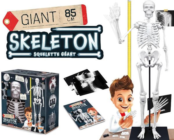 'BUKI France 2181 - Skeleton, Riesen Skelett 85 cm' kaufen - Spielwaren