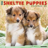 'Just Sheltie Puppies 2025 12 X 12 Wall Calendar' - 'Bücher'