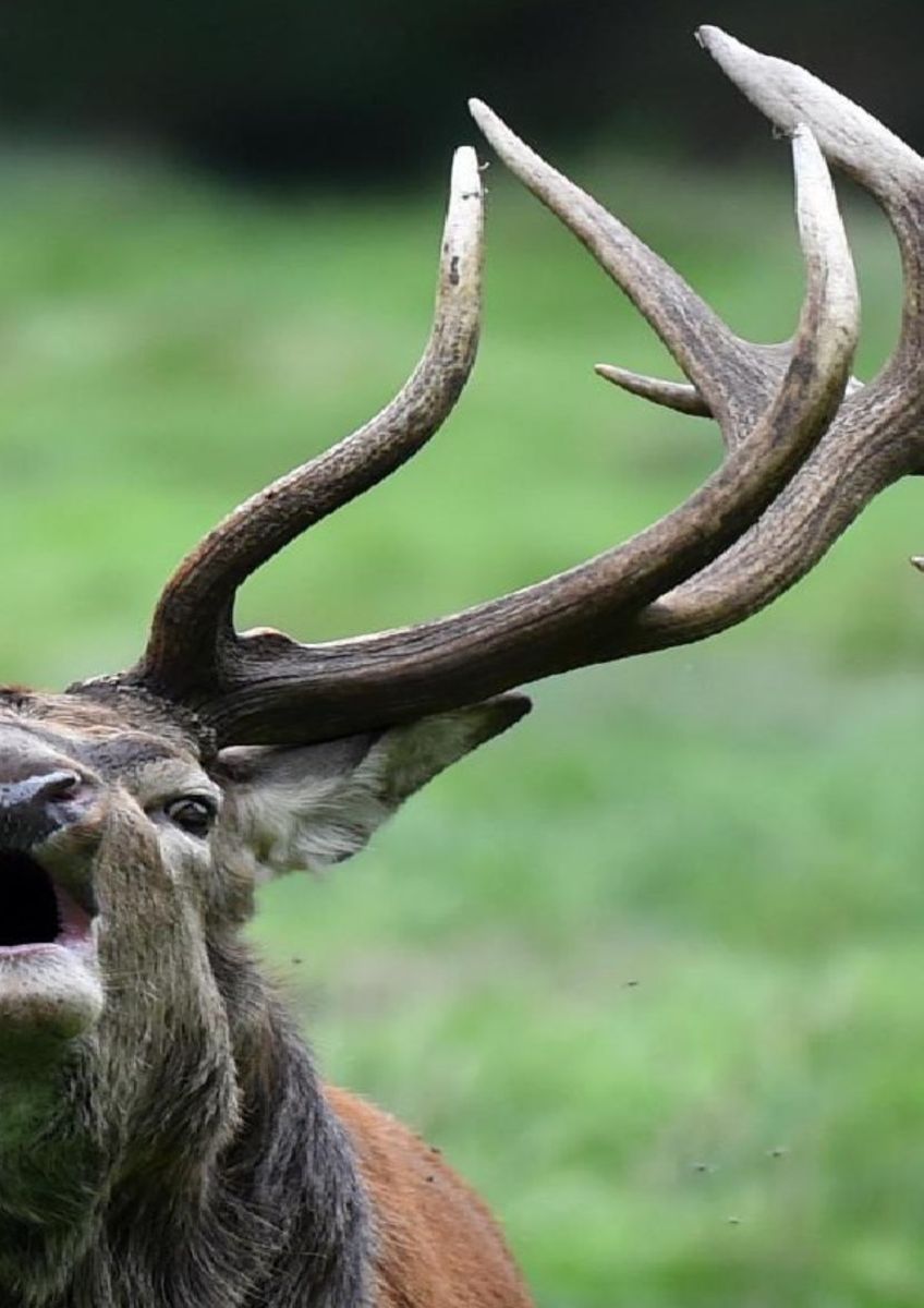 "Die Hirsche der Welt" online kaufen | Thalia