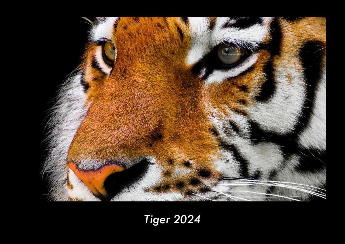 'Tiger 2024 Fotokalender DIN A3' - 'Bücher'