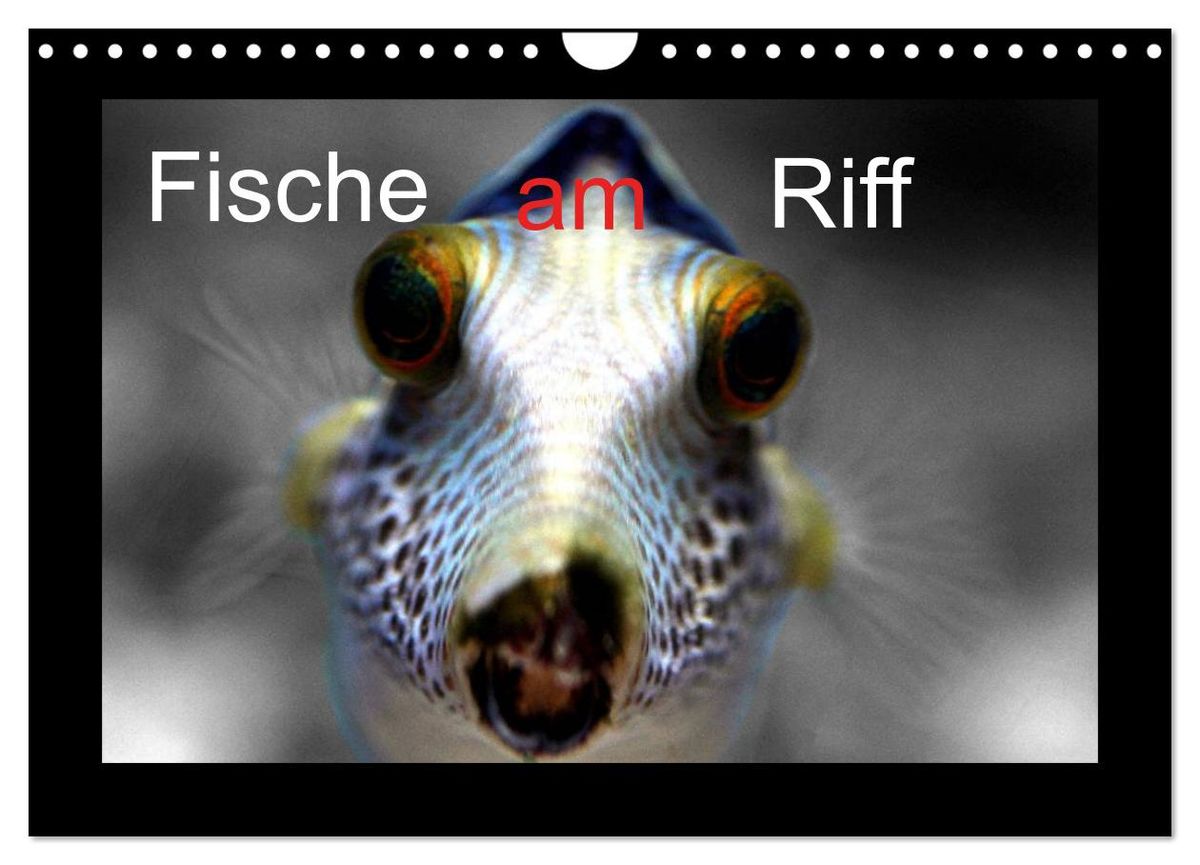 Fische am Riff (Wandkalender 2025 DIN A4 quer), CALVENDO Monatskalender ...