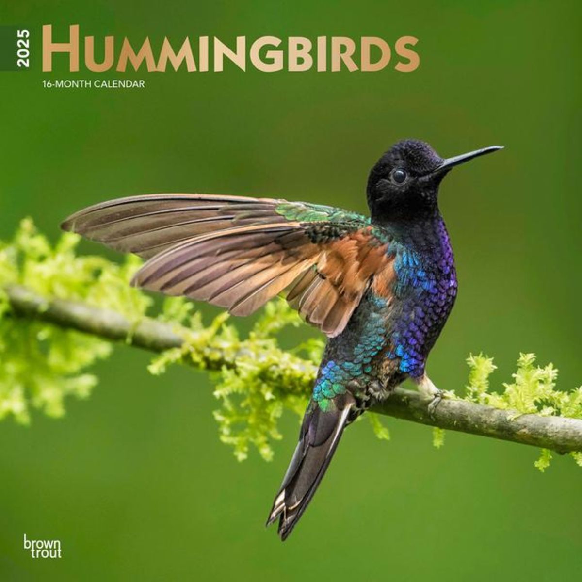 'Hummingbirds 2025 12 X 24 Inch Monthly Square Wall Calendar Foil ...