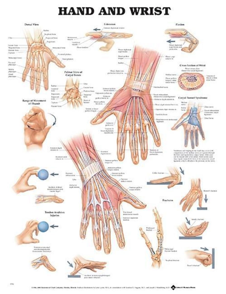 'Hand and Wrist Anatomical Chart' von '' - 'Poster' - '978-1-58779-143-7'