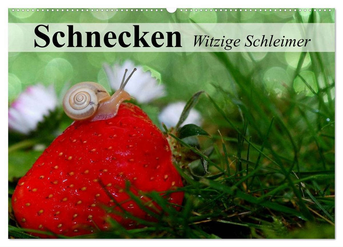 Schnecken. Witzige Schleimer (Wandkalender 2025 DIN A2 quer), CALVENDO ...