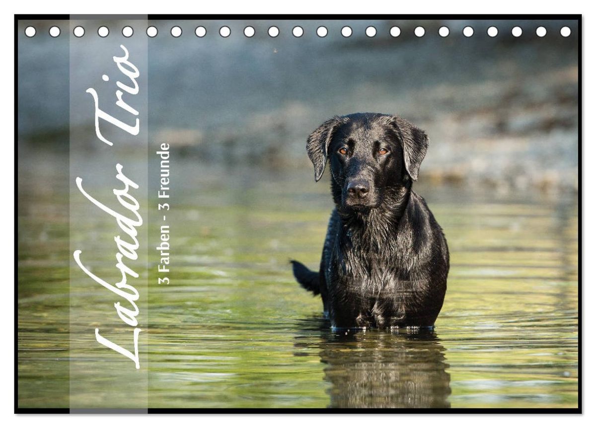 Labrador Trio - 3 Farben, 3 Freunde (Tischkalender 2025 DIN A5 quer ...
