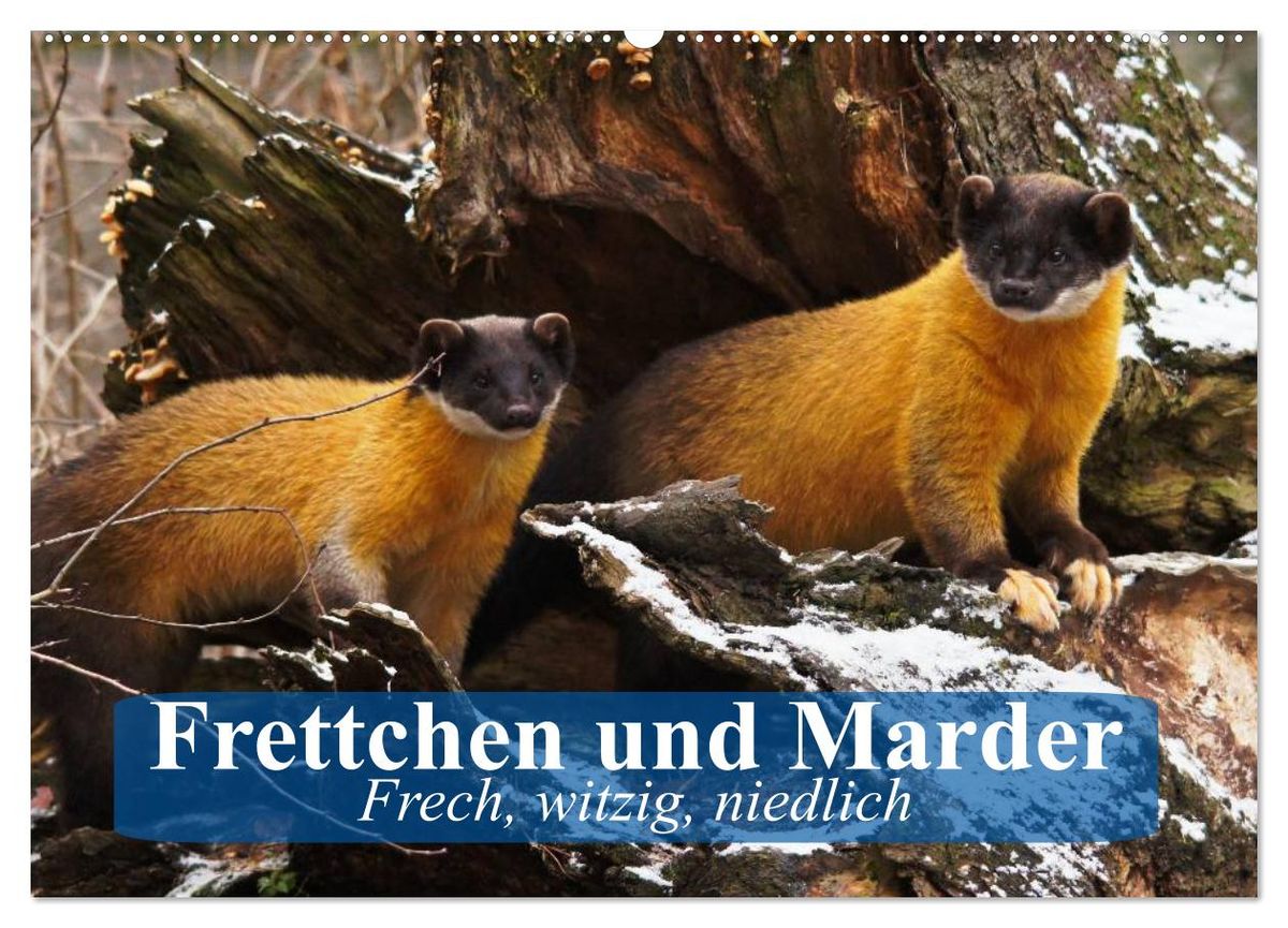 'Frettchen und Marder. Frech, witzig, niedlich (Wandkalender 2024 DIN ...
