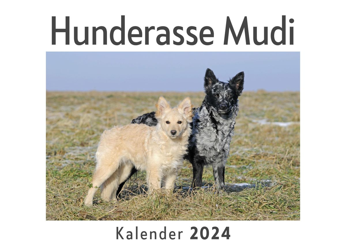 'Hunderasse Mudi (Wandkalender 2024, Kalender DIN A4 quer, Monatskalender im Querformat mit ...