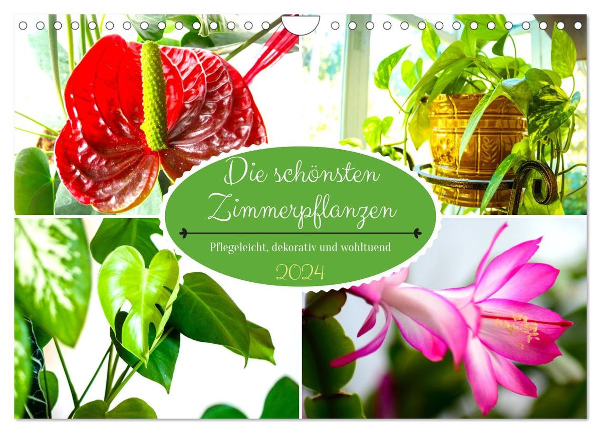 'Die schönsten Zimmerpflanzen. Pflegeleicht, dekorativ und wohltuend ...