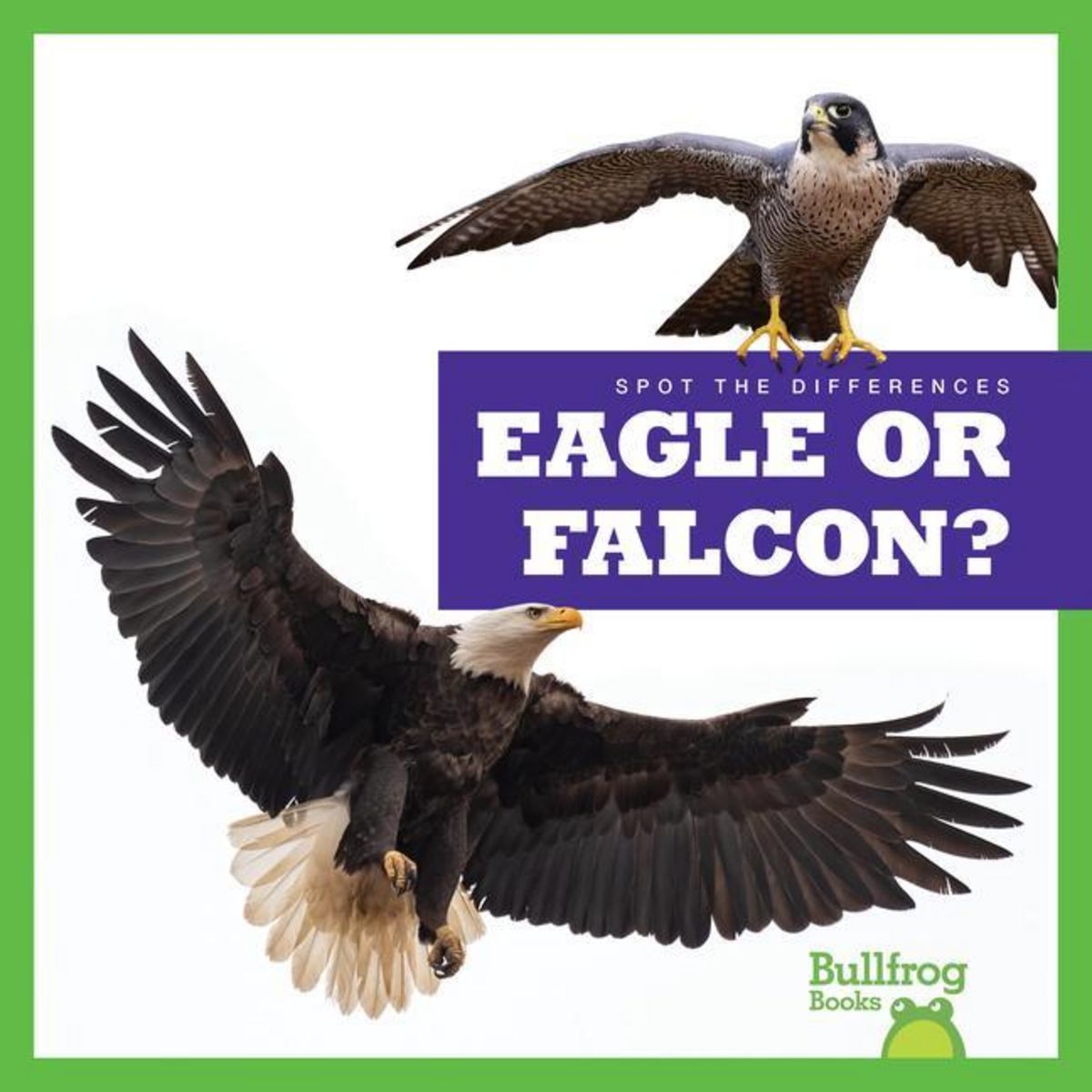 Eagle or Falcon? von Jamie Rice. Bücher | Orell Füssli