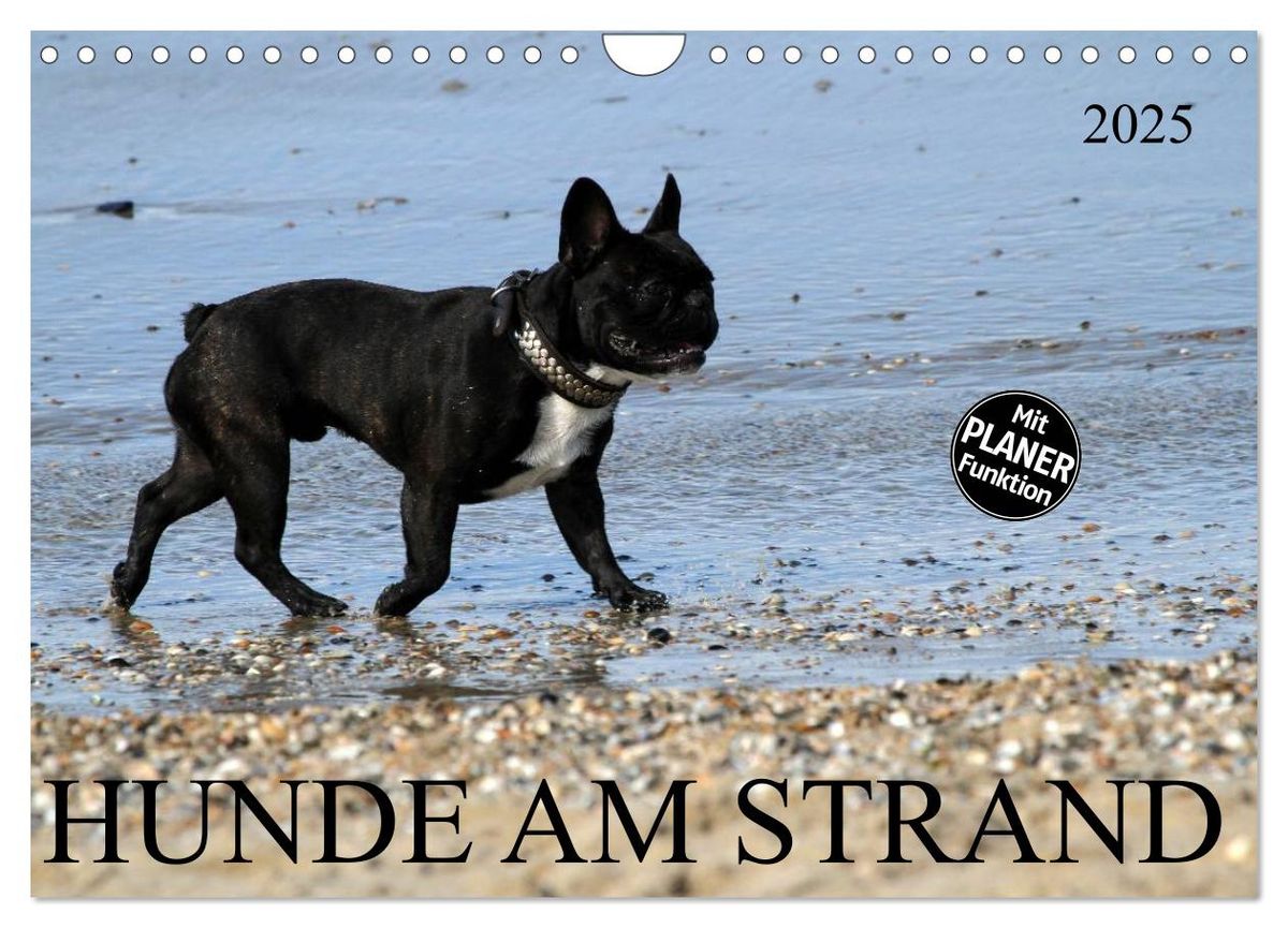 'HUNDE AM STRAND (Wandkalender 2025 DIN A4 quer), CALVENDO ...