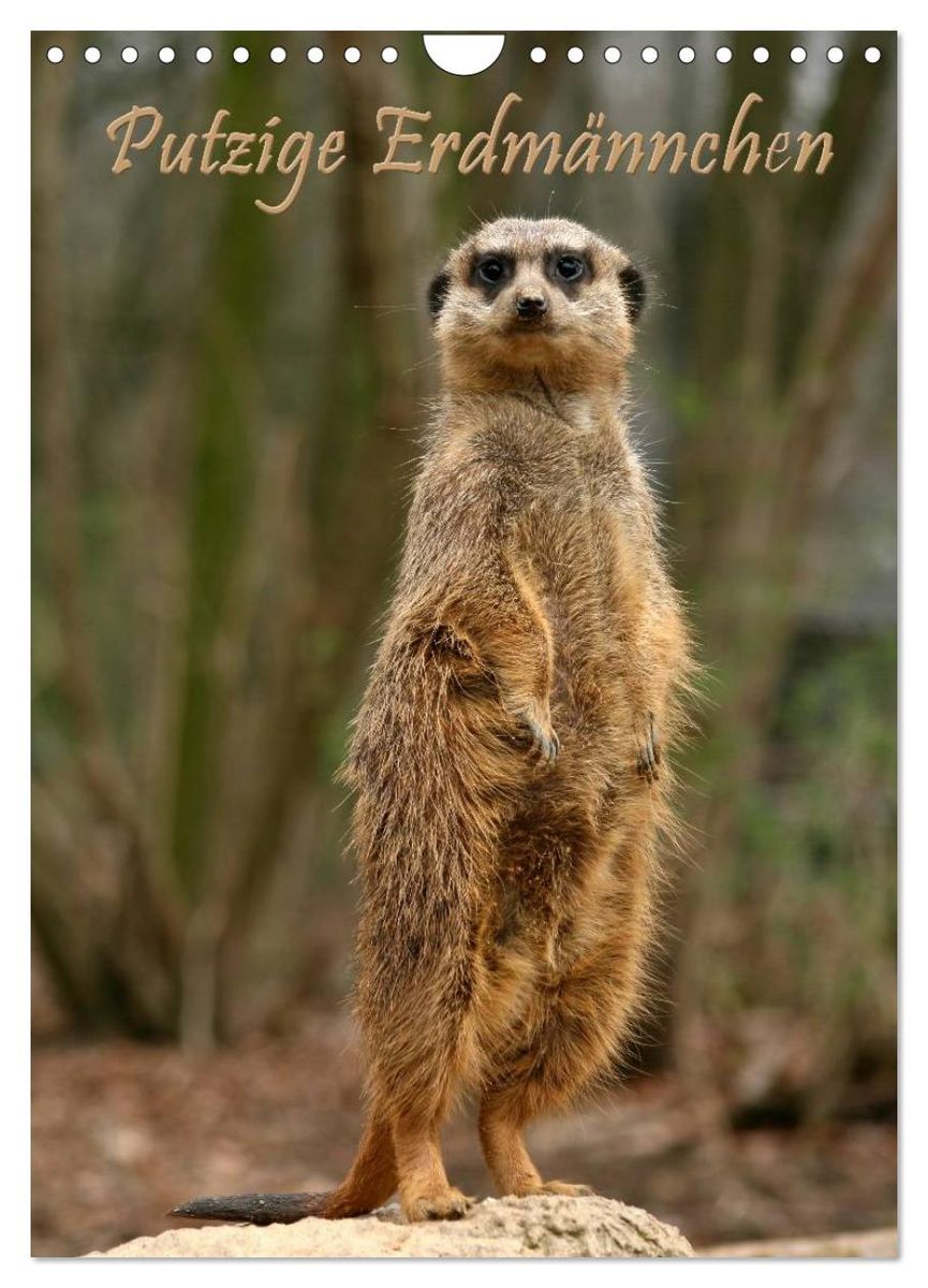 Erdmännchen / Terminplaner (Wandkalender 2025 DIN A4 hoch), CALVENDO Monatskalender ...