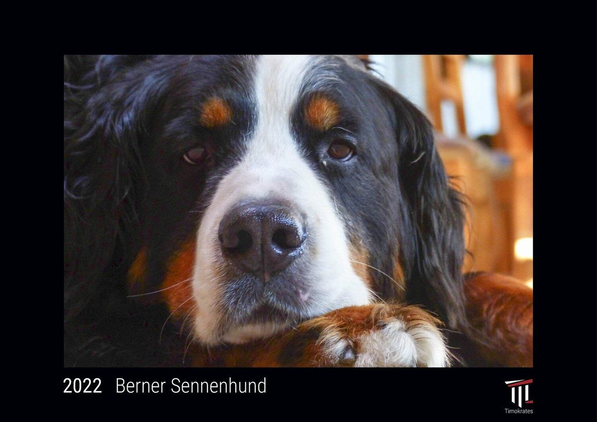 'Berner Sennenhund 2022 - Black Edition - Timokrates Kalender ...