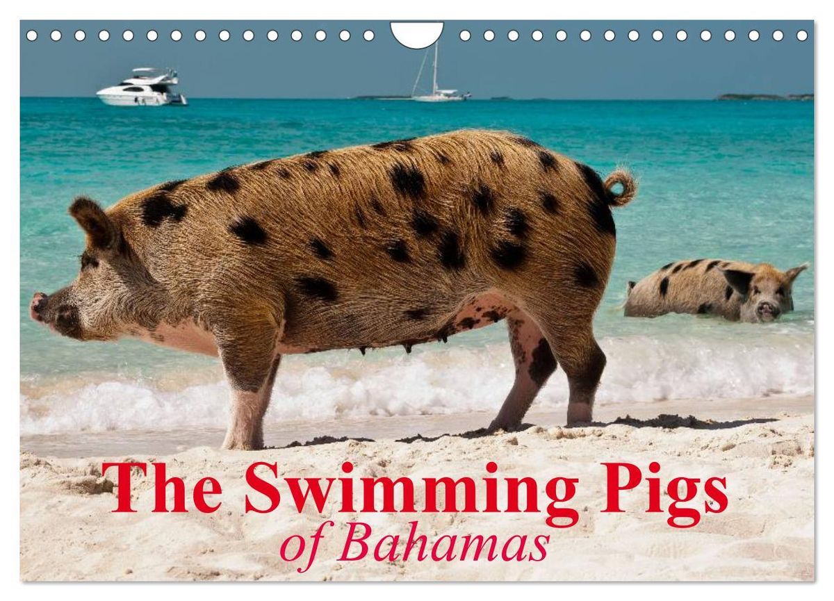 'The Swimming Pigs of Bahamas (Wall Calendar 2025 DIN A4 landscape ...