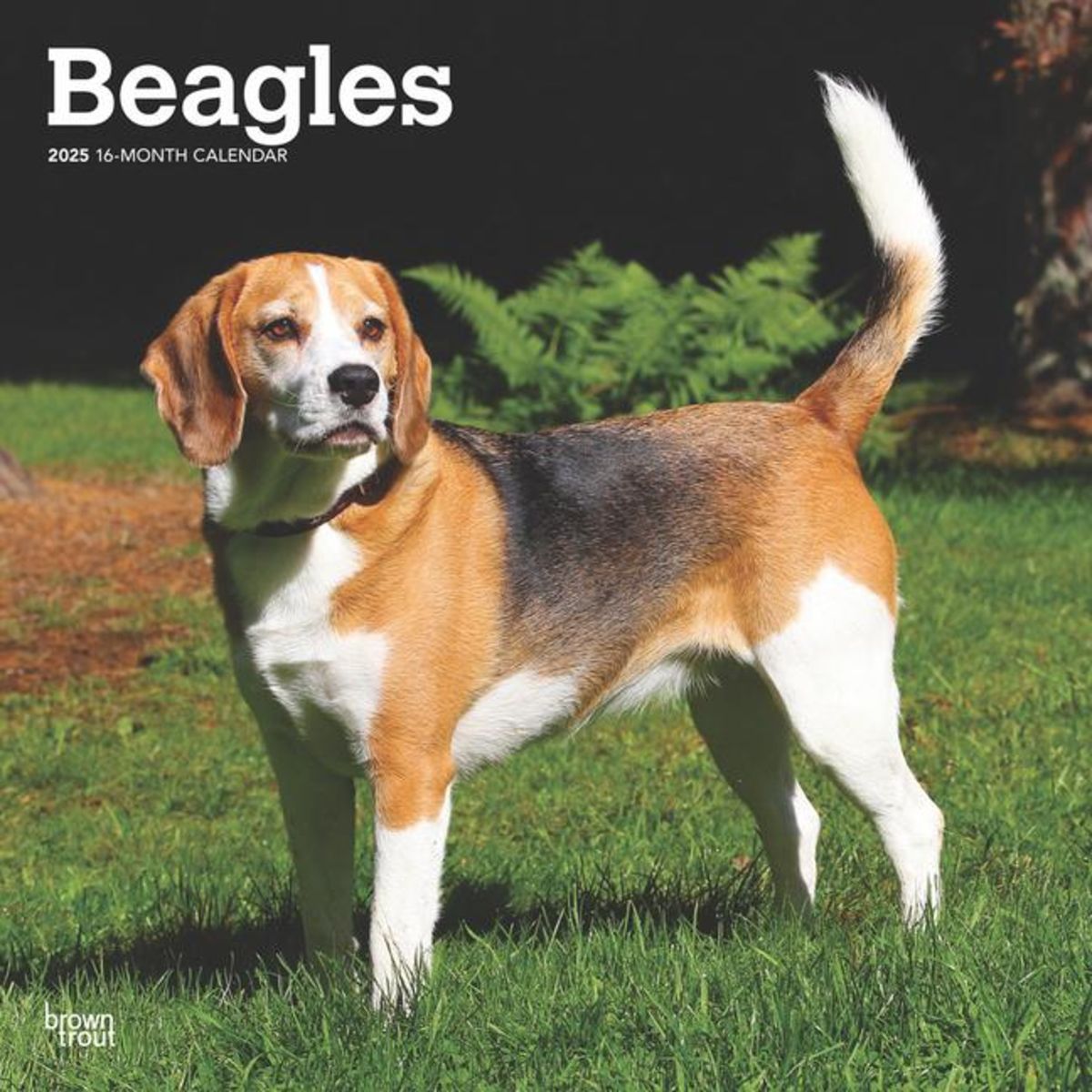 Beagles 2025 12 X 24 Inch Monthly Square Wall Calendar Plastic-Free ...